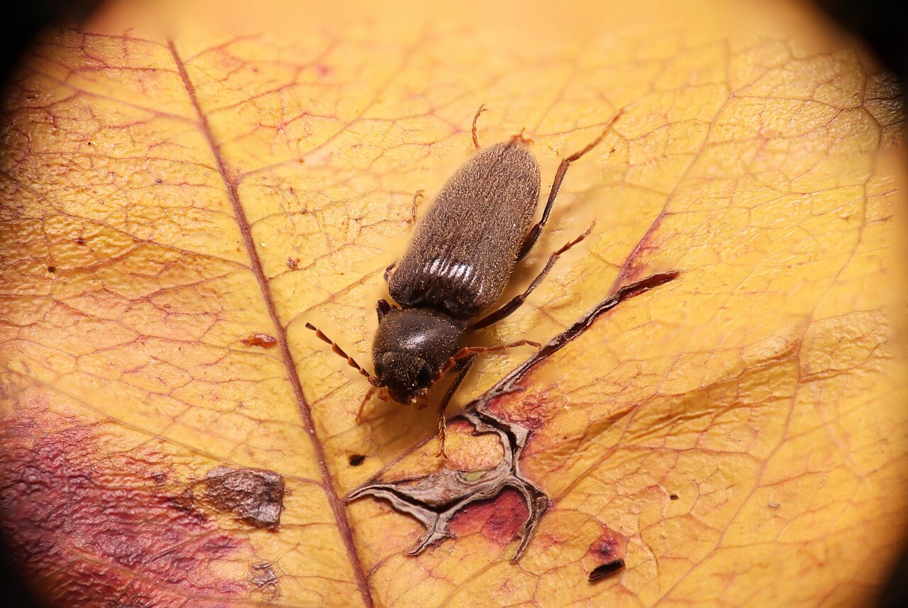 ¿Es peligrosa la carcoma? - I+D Control de Plagas