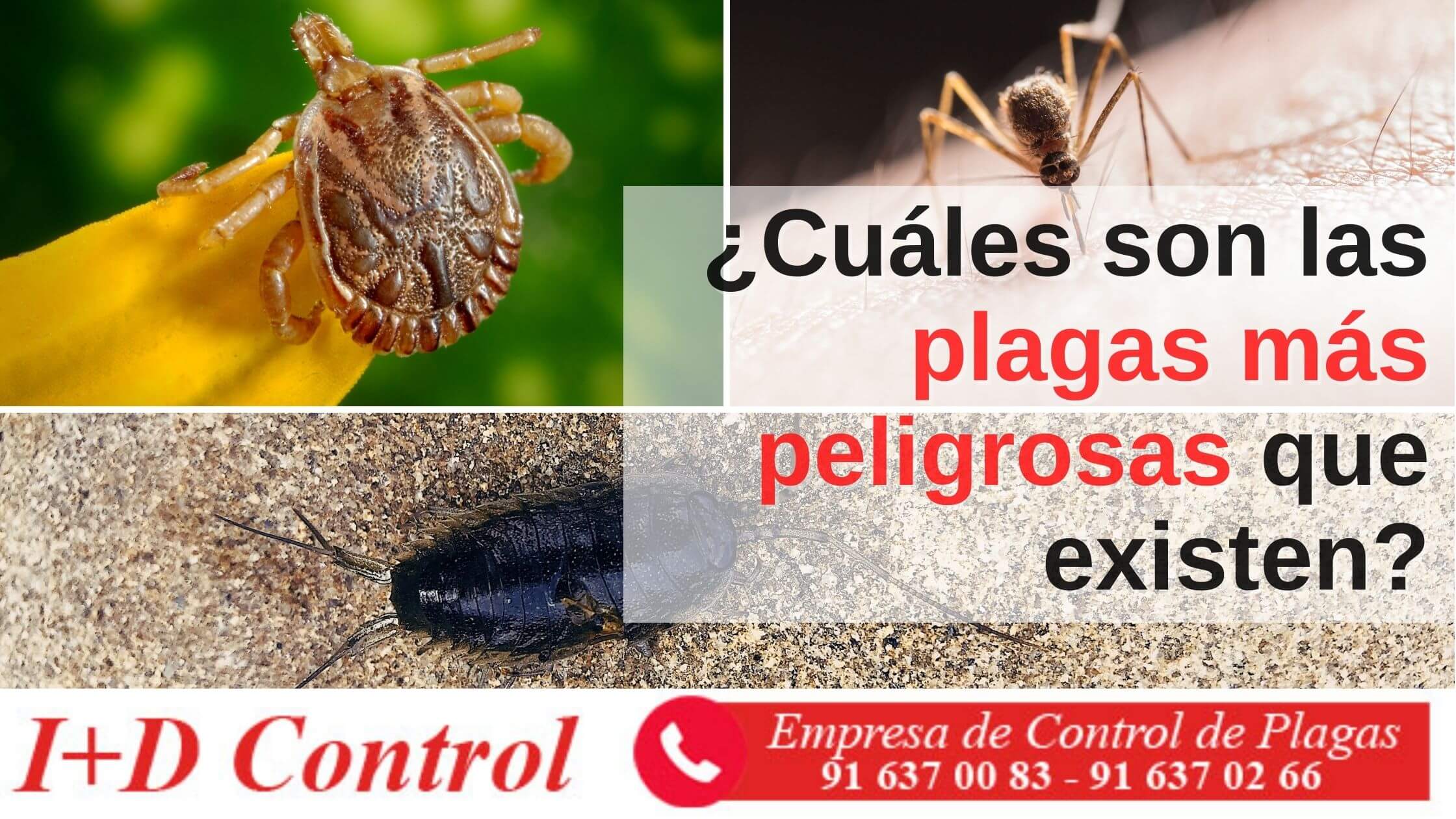 ¿Cuáles son las plagas más peligrosas que existen? -ID+CONTROL